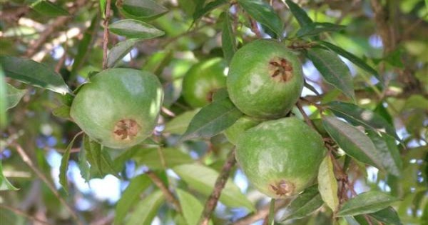 CAMBUCI OU CAMBUCIZEIRO (Campomanesia phaea) ~ Klima Naturali™