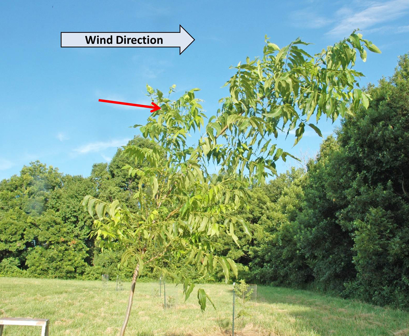 Northern Pecans: Young tree training: When the central leader grows too ...