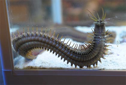 Cacing Bobbit, Makhluk Penyergap yang Penuh Rahasia | RE Tawon