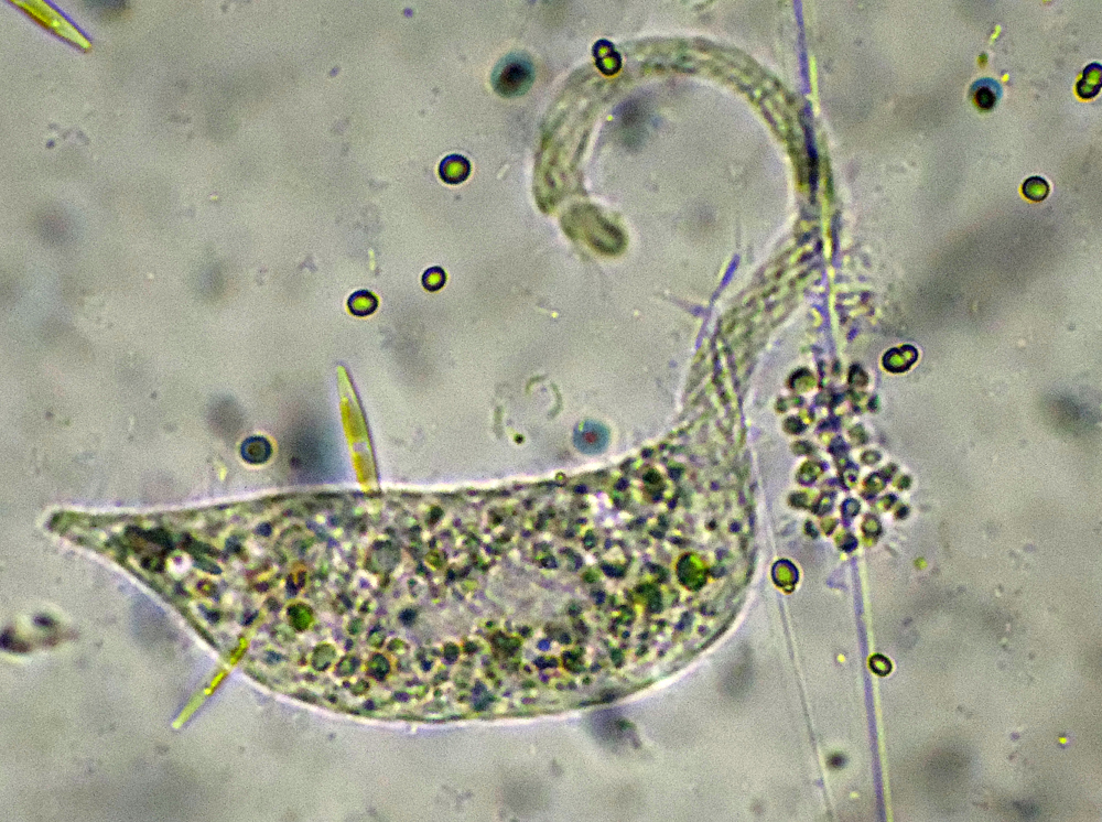 Il Microscopio