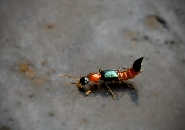 Elsen Karstad's 'Pic-A-Day Kenya': 'Nairobi Eye' Blister Beetle ...