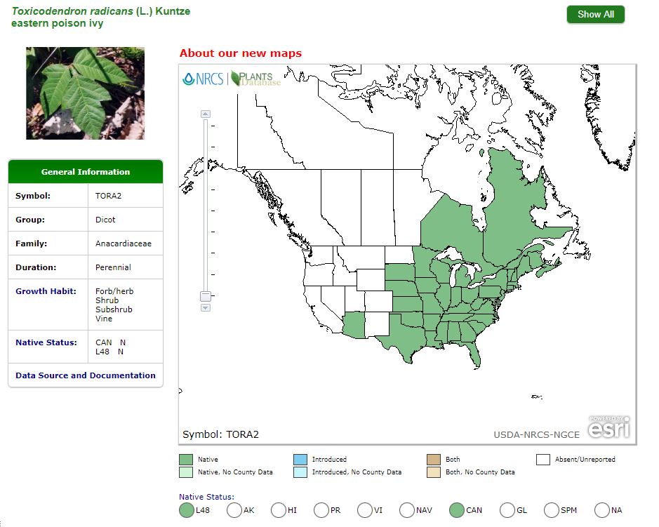 The Woodsman's Journal Online: Nope, It Isn’t Poison Ivy, It’s...