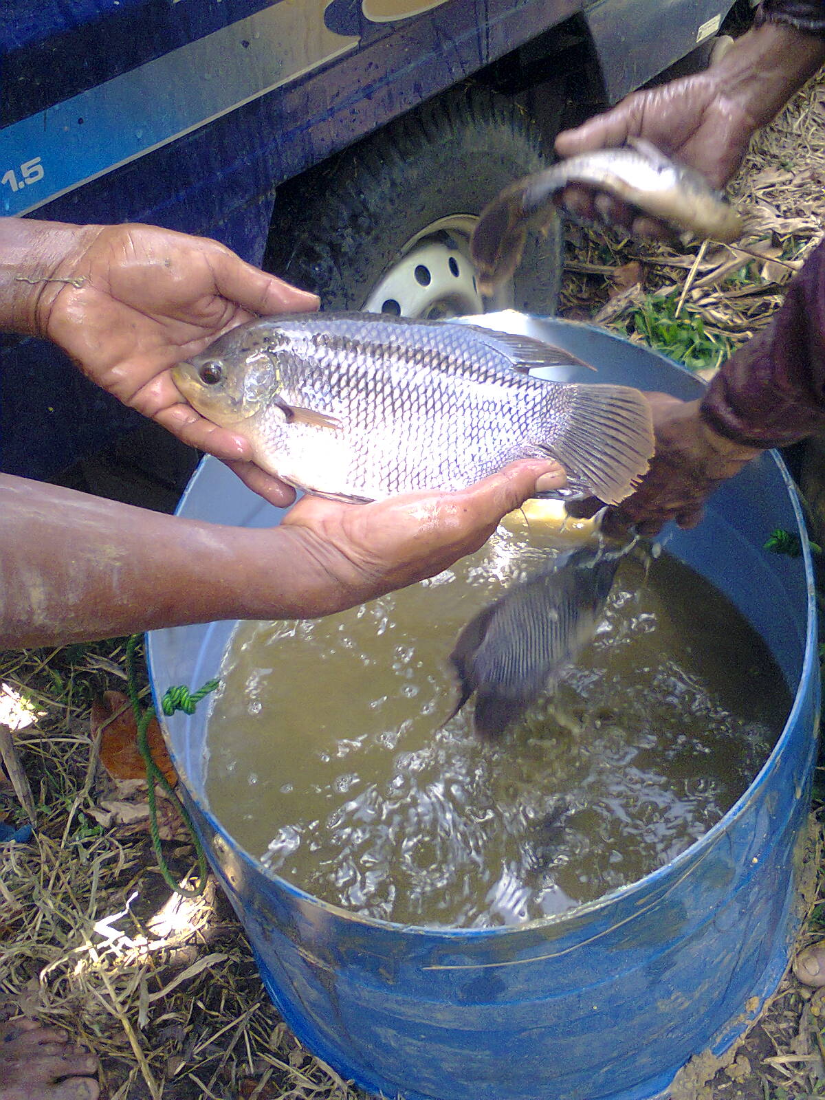 KELUARGA SAAAE: Panen Ikan Mujair di kolam, Rama Gunawan-Seputih Raman ...