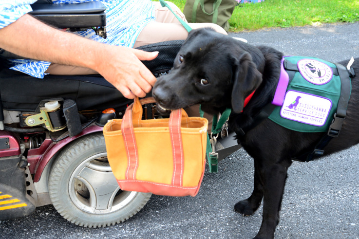 Susquehanna Service Dogs: ADA: What Is a Service Dog?