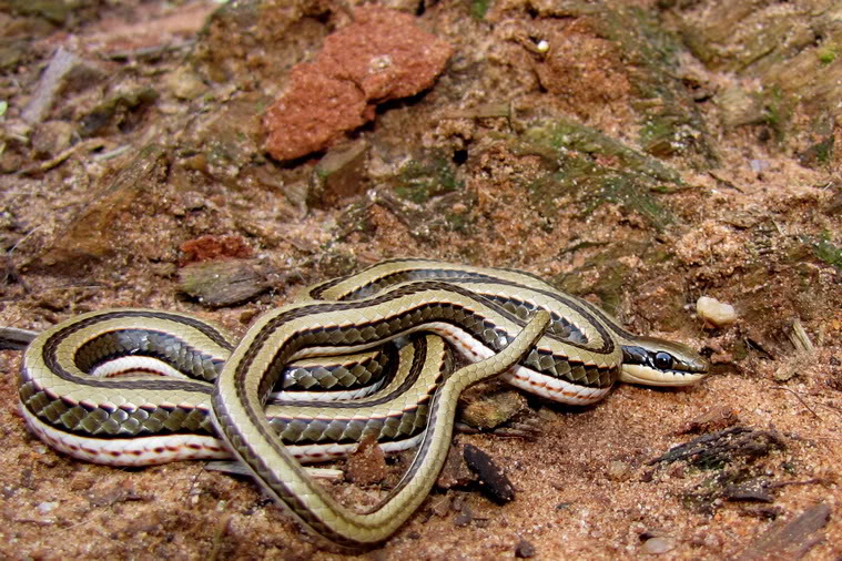 Reptiles and Amphibians: Serpiente rayada (Psammophylax tritaeniatus)
