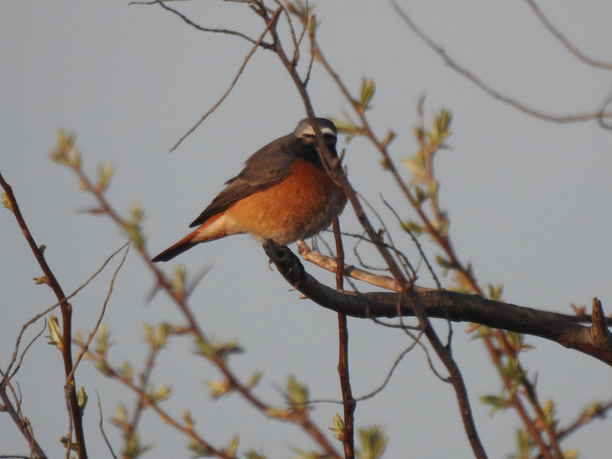 PASARI DIN ROMANIA: CODROSUL DE PADURE (1), Phoenicurus phoenicurus