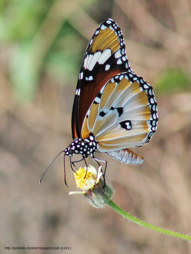 My Shot Gallery of Bengkulu: Danaus chrysippus (Plain Tiger Butterfly)