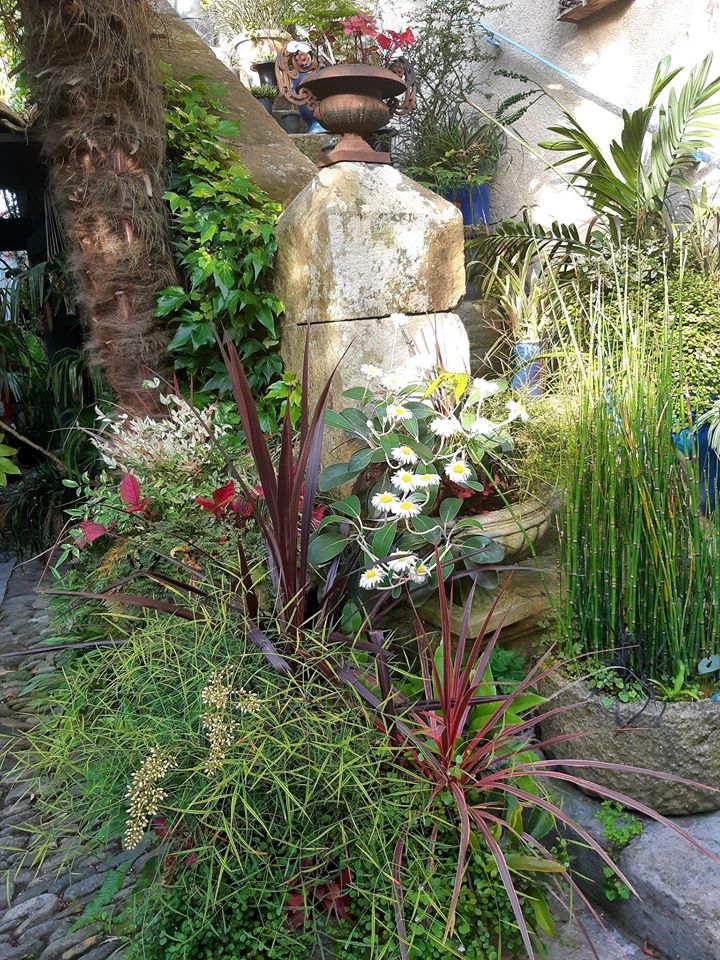 floraison la Marguerite de Nouvelle-Zélande (Pachystegia insignis)