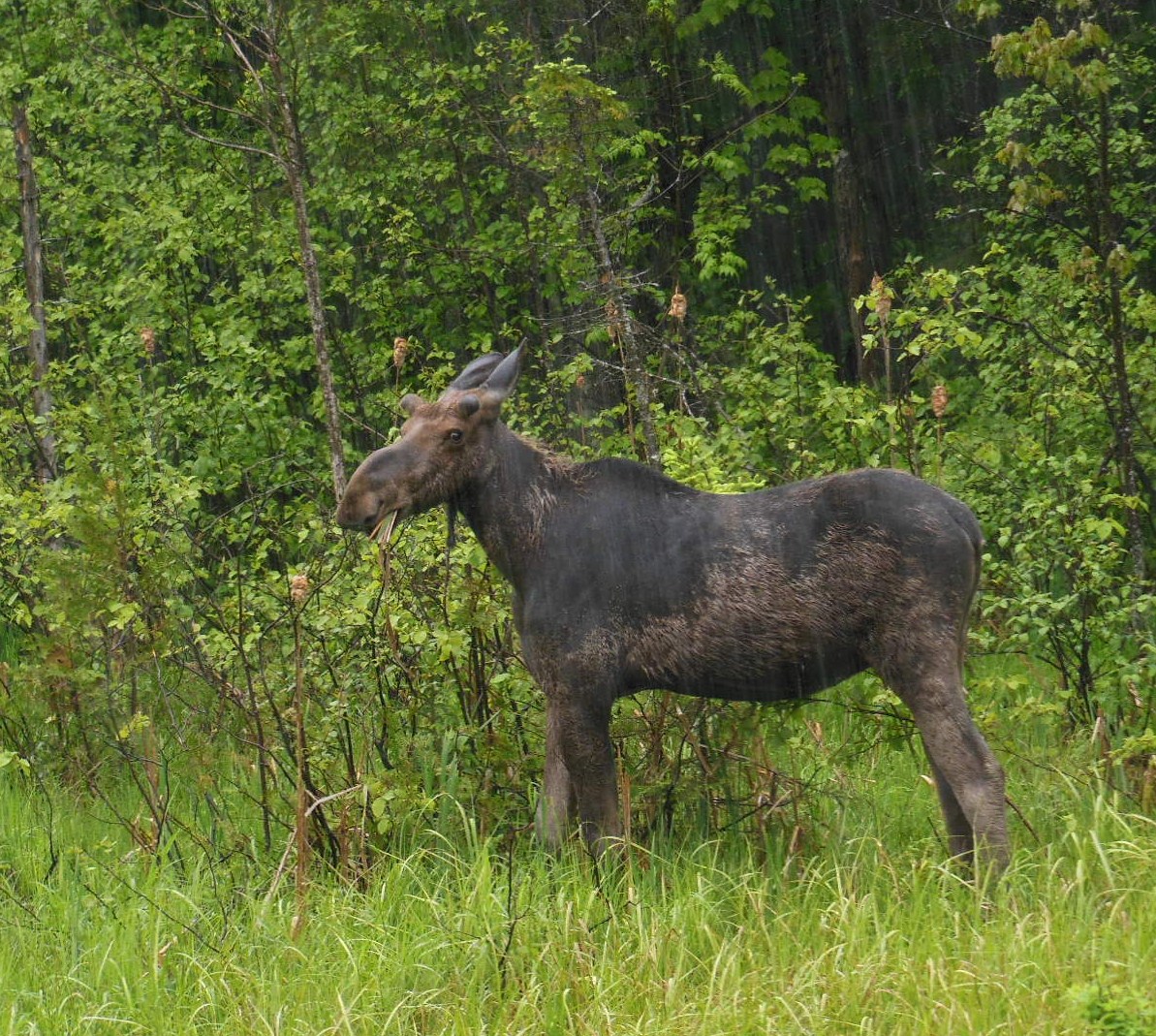 Bondi Resort BLOG: AO and Moose