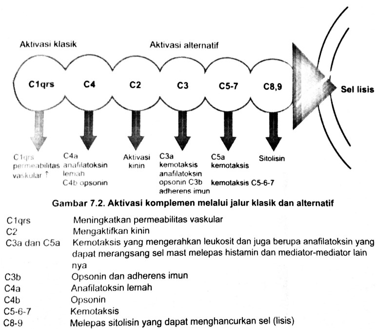 Konsultasi Dokter Keluarga: Sistem Komplemen dalam Sistem Imun