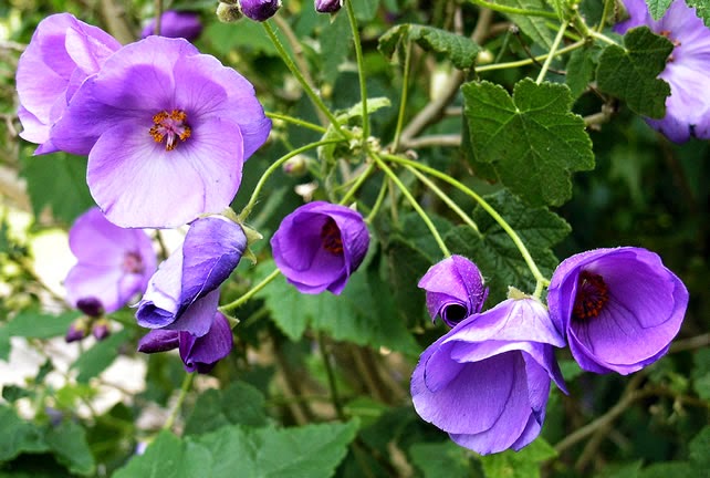 FLOWEROUND - certainly, for you.: Abutilon