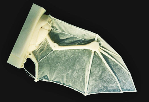 ROBOT BAT WING GIVES LESSONS IN FLIGHT