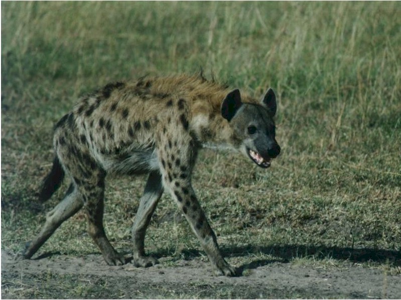 Ciência da Verdade: Hiena