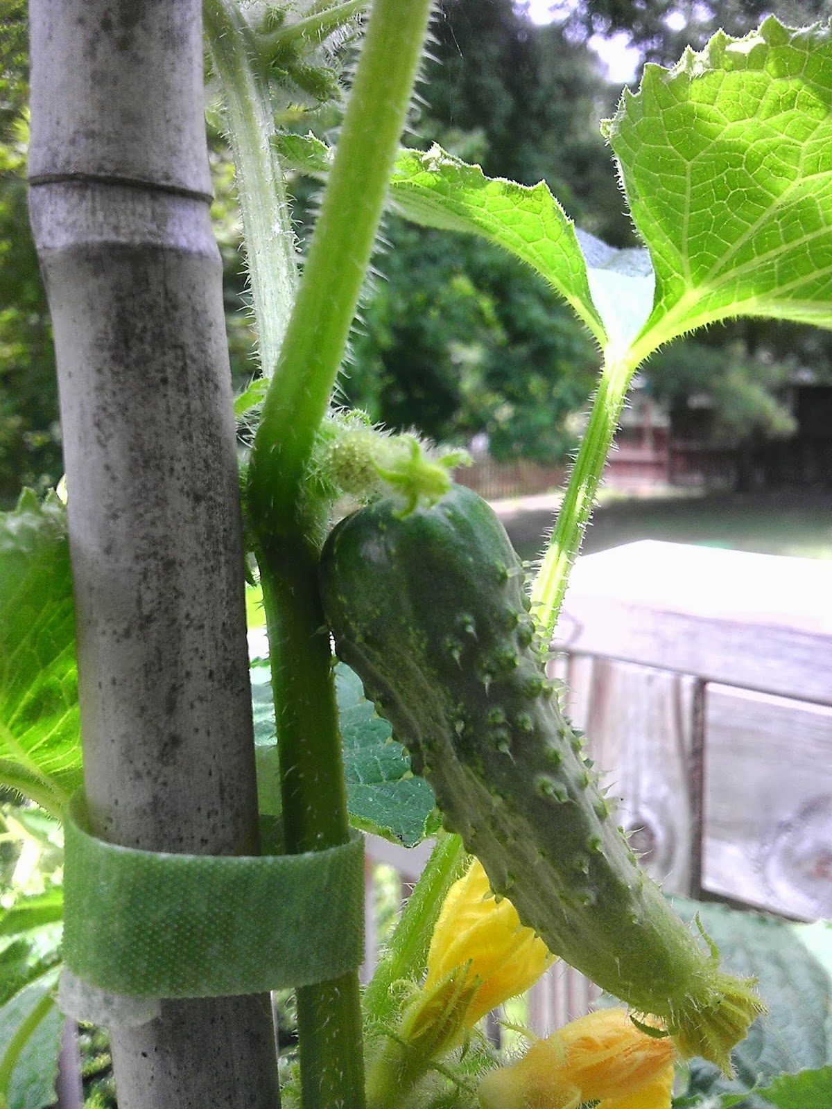 The Freckled Gardener | Nancy's Carolina Kitchen Garden