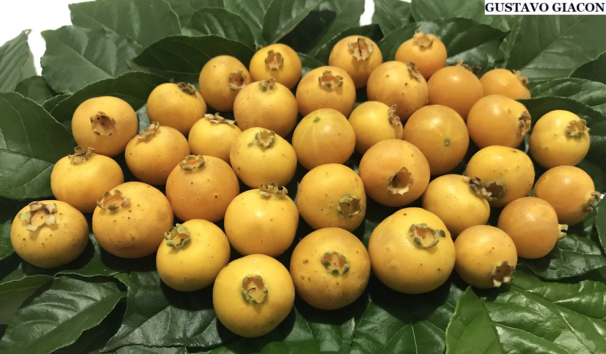 Viveiro Ciprest - Plantas Nativas e Exóticas: Guabiroba Amarela do ...