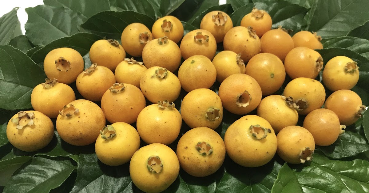 Viveiro Ciprest - Plantas Nativas e Exóticas: Guabiroba Amarela do ...