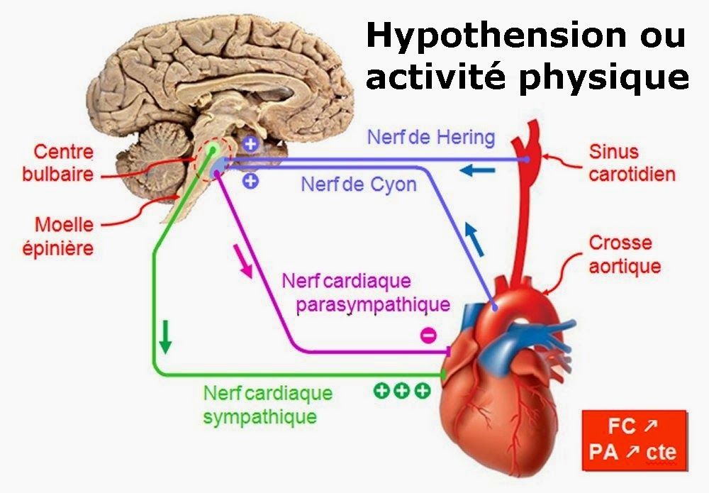 Blablasvt: Seconde D4 (14) Le contrôle de la fréquence cardiaque et la ...