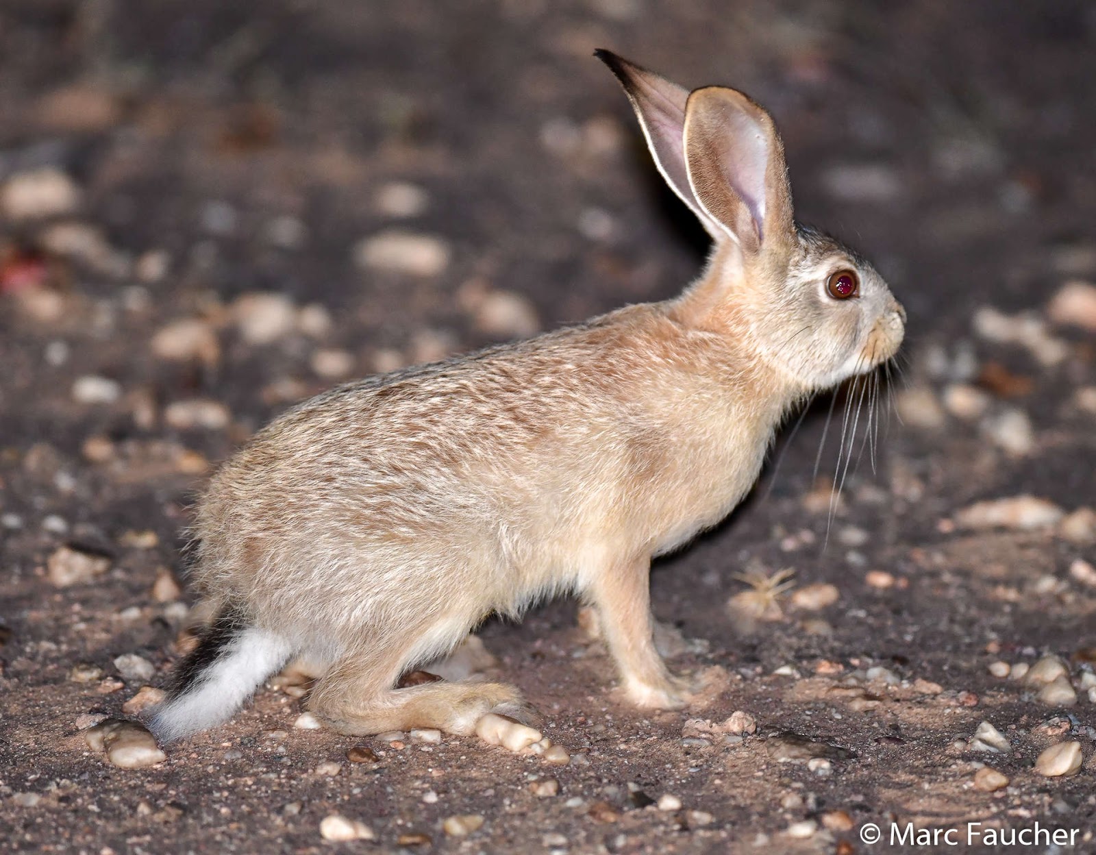 World Travel - Marc & Peggy Faucher: NIght Life in the Sahara