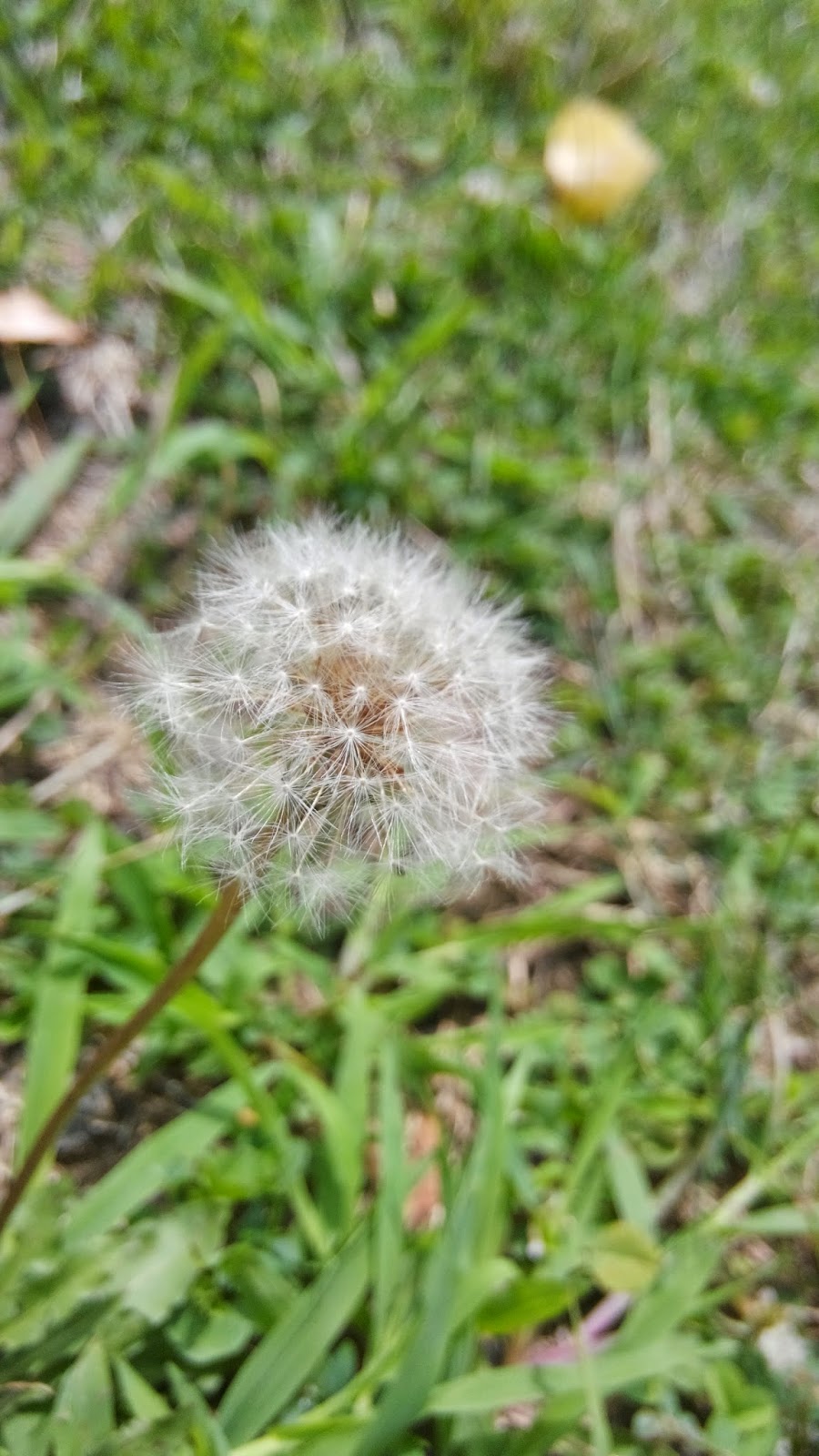 Springtime Windowsill: Common Flower Gems - Classification # 5 ...