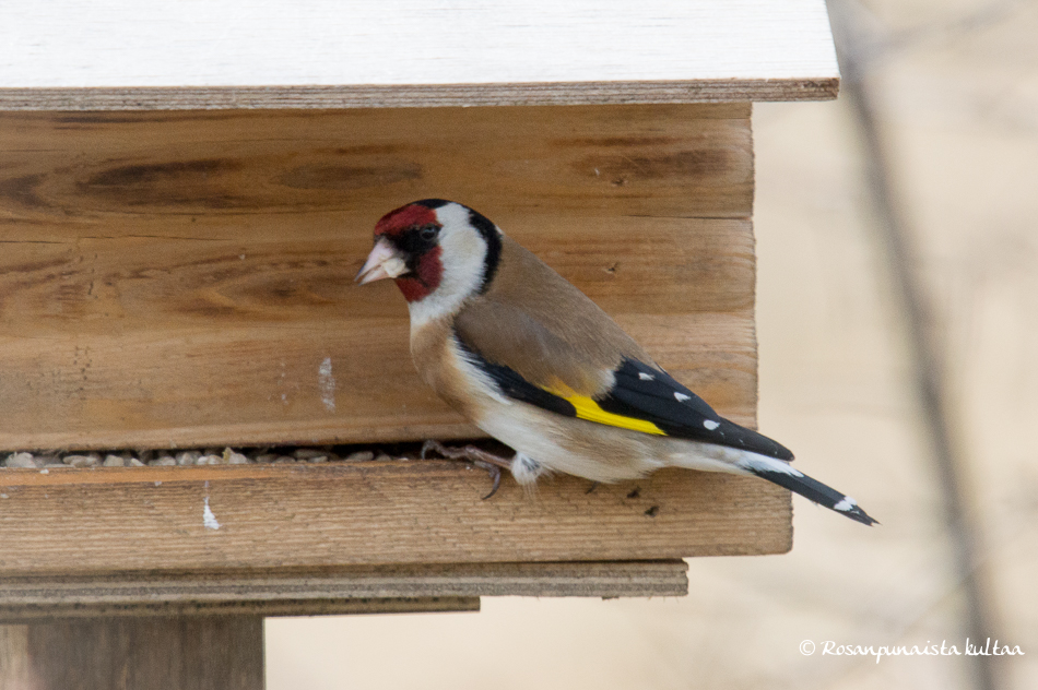 Retkiä&hetkiä: Pikkulintuja
