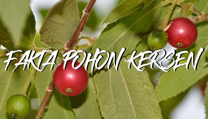 16 Fakta Unik dan Menarik Pohon Kersen (Muntingia) - CakWiCak