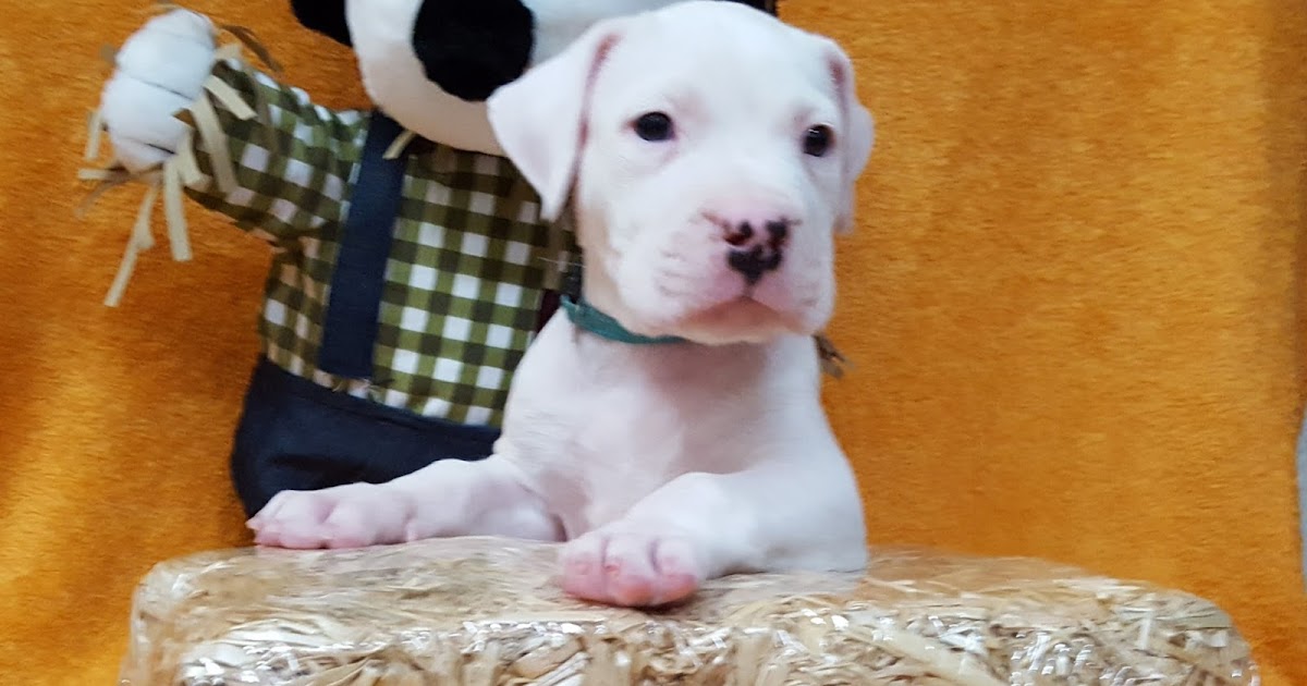 Yo Amo Dogos aka Yo Amor Dogos: 3 Female Dogo Argentino Puppies for Sale
