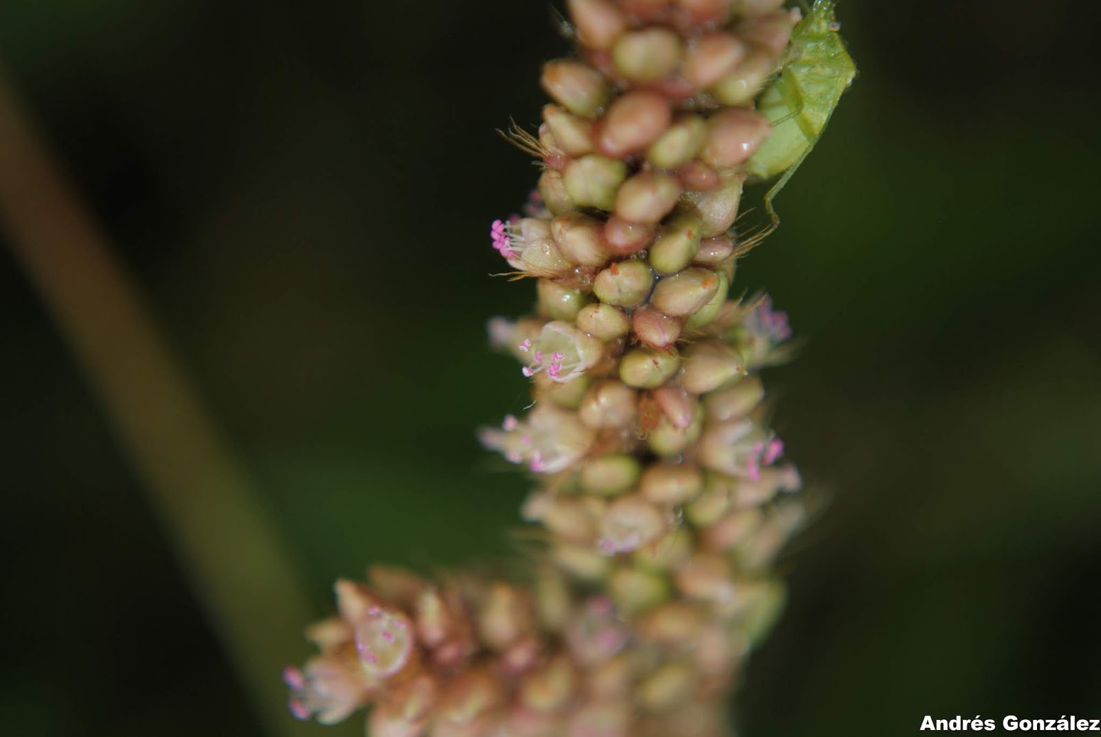 FOTOS DE FLORA NATIVA Y ADVENTICIAS DE URUGUAY : Polygonum acuminatum ...
