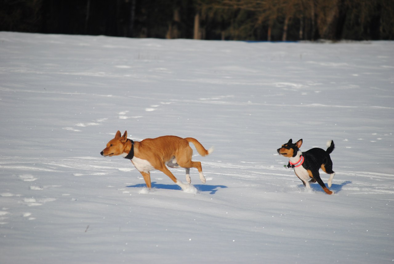 Dream Of Congo: Dream Of Congo Avuvi на прогулке (С-Петербург,Россия)