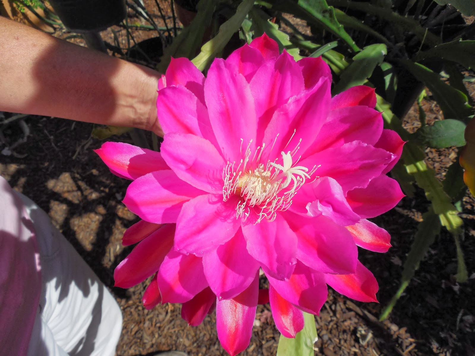 The Epiphyllum Garden: 'Aztec Treasure'
