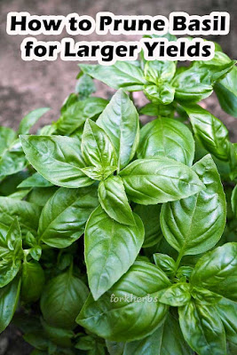 How to Prune Basil for Larger Yields