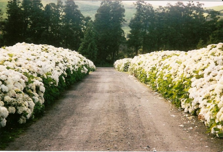 Studio Floral Dora Santoro: Hortências