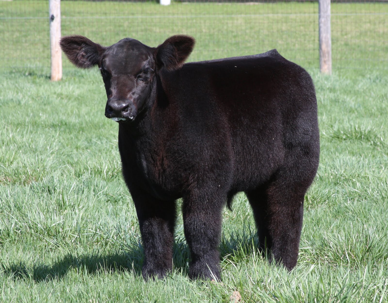 Holtkamp Cattle Co: Cool calf picture