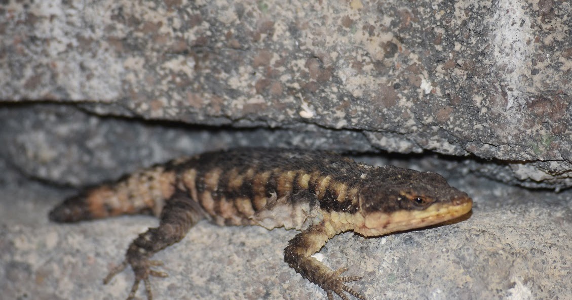 ZOOTOGRAFIANDO (6.096 ANIMALS): LAGARTO ACORAZADO DE WARREN / WARREN´S ...