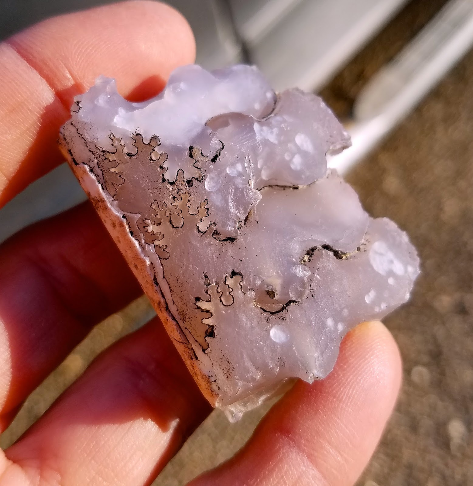 Zookeeper Fossils: Baculite Gallery from My Favorite Stop