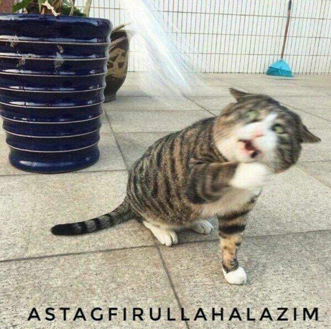 KOLEKSI GAMBAR MEME KUCING LAWAK