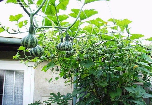 Cara Menanam Labu Kuning Yang Baik Dan Benar - Referensi Tani & Kebun Anda