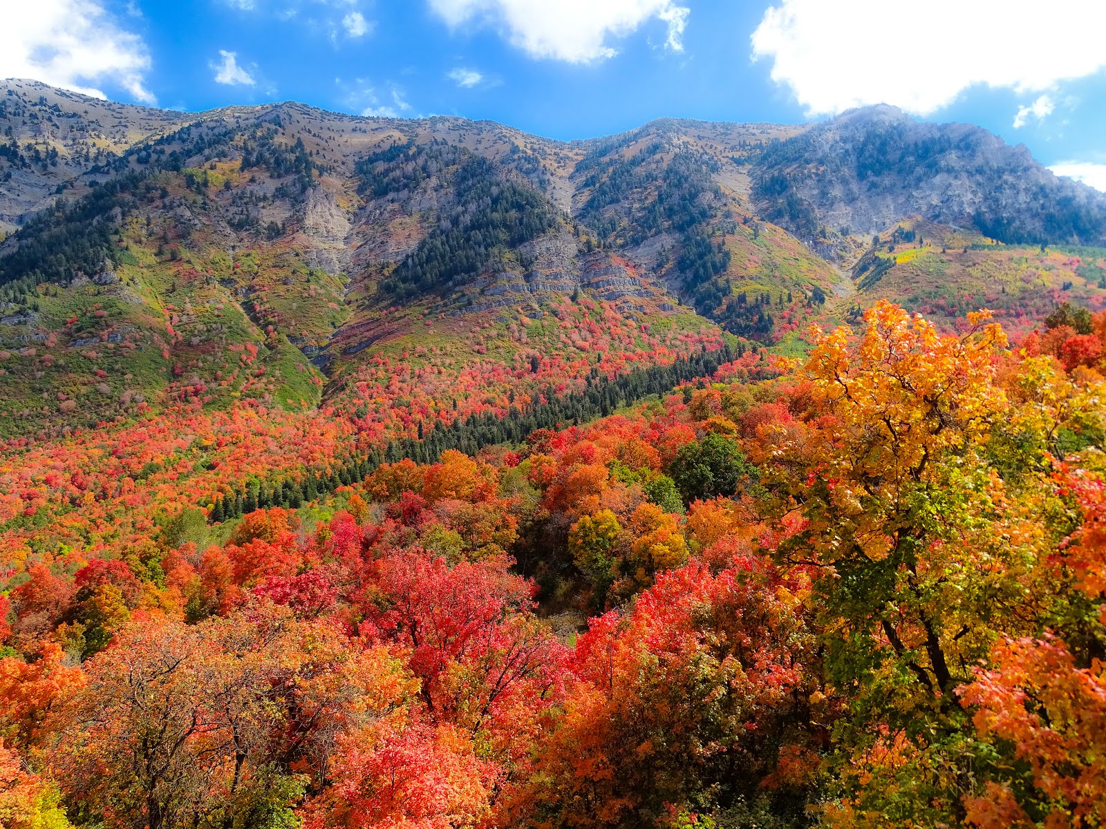 Walking Arizona: Fall Leaves in the Wasatch