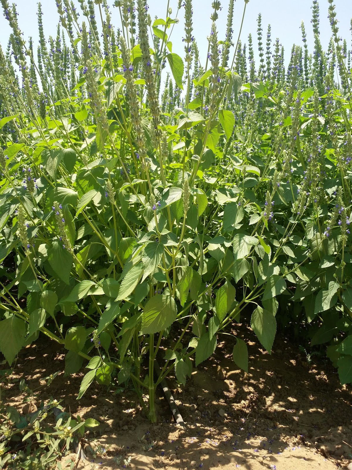 Organic Life Perú: Seguimiento Cultivo de Chia - ORGANIC LP