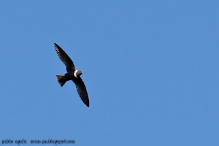 mis fotos de aves: Streptoprocne zonaris Vencejo de Collar White ...
