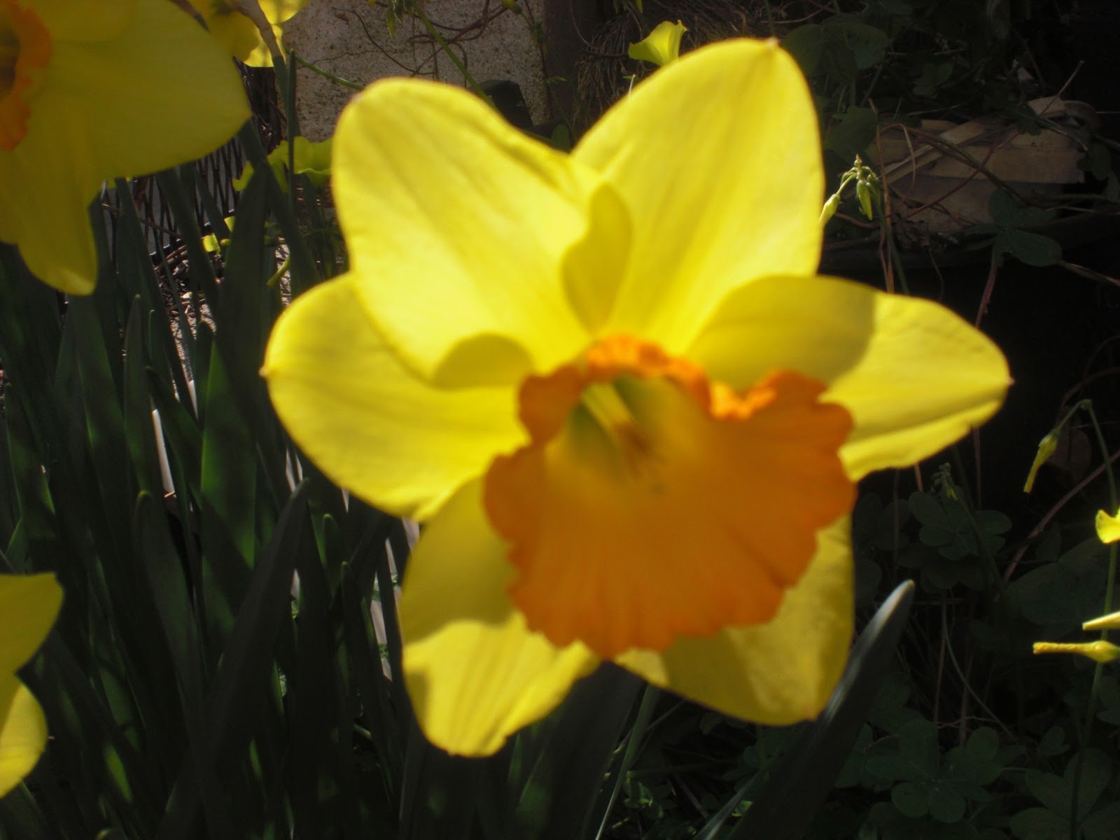 Perfumes y luces de Extremadura: Narciso. Narcissus. Mis flores.