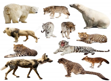 Mundo de Animales : TIPOS DE ANIMALES.