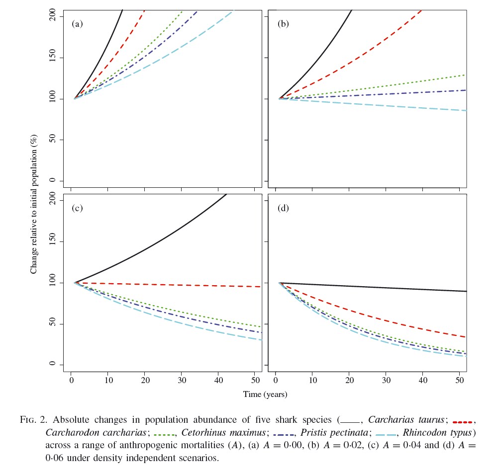 The Best Shark Dive in the World!: Shark Populations: Rate of Decline ...