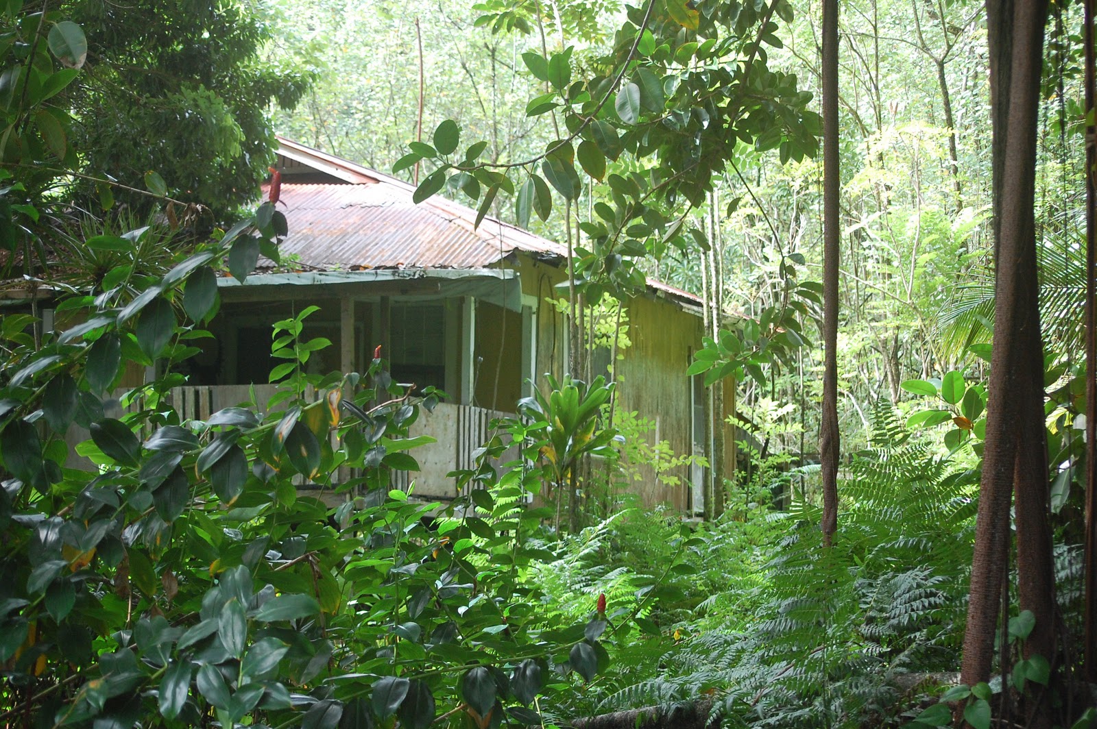 Pakalana Inn, Hilo, Hawaii: Ghost shack in jungle