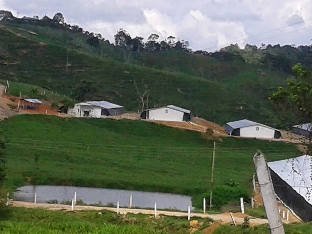 C: Avidesa Macpollo 2014