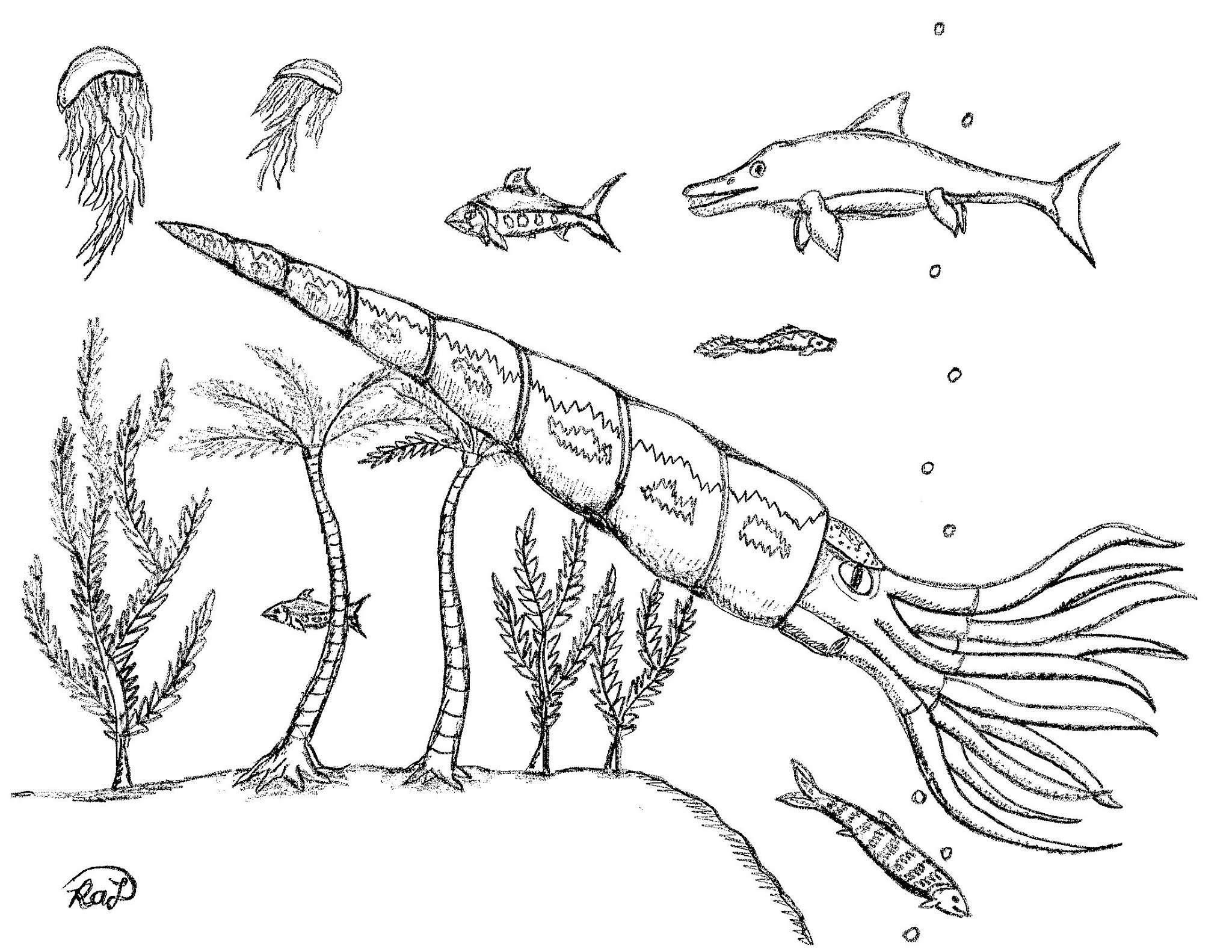 Era Paleozoic Cambrian Period Life Periods Time Fossils Timeline ...