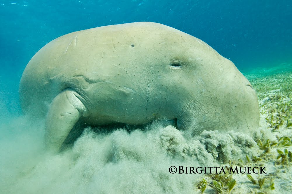 Film Photo Adventure: Dugong, the mystical mermaid...