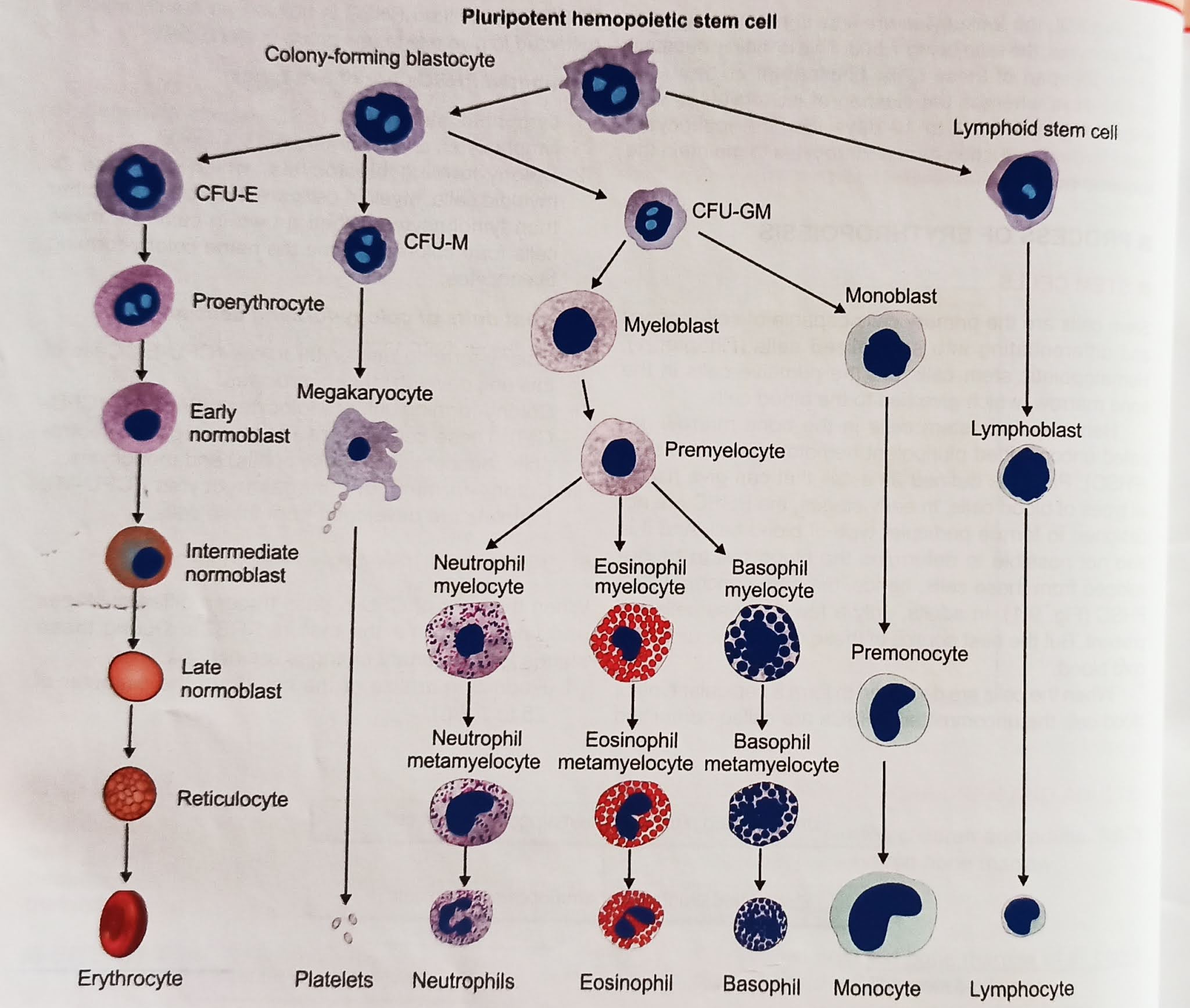 Medical anatomy, physiology &biochemistry for medical students ...