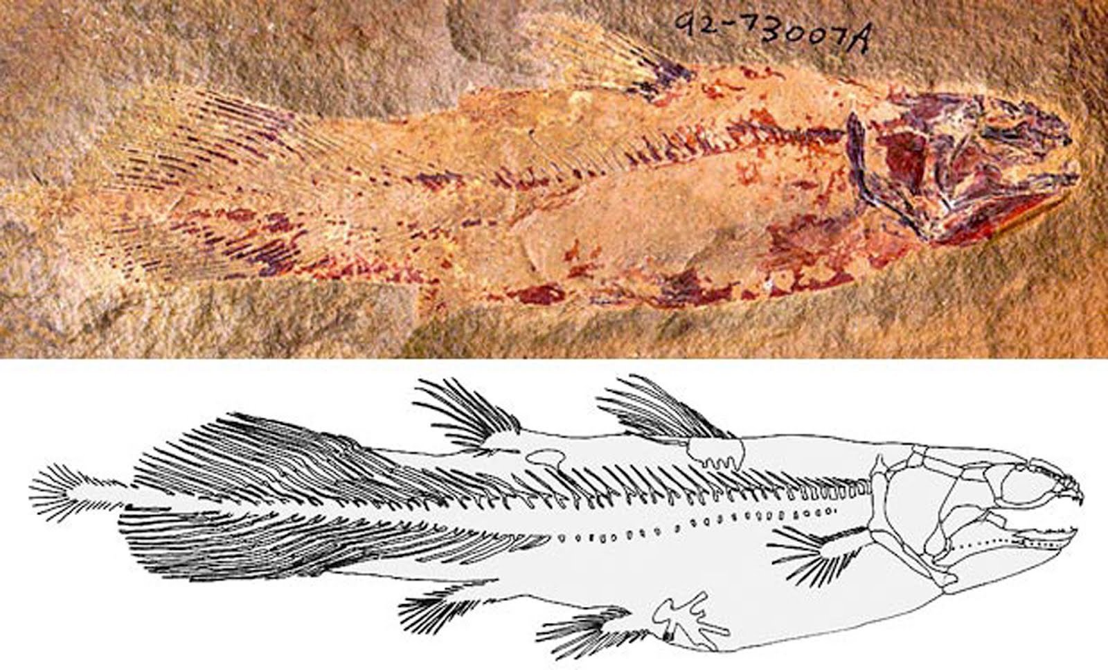 L'angolo della Geologia: Latimeria - Celacanto - Contiene Video