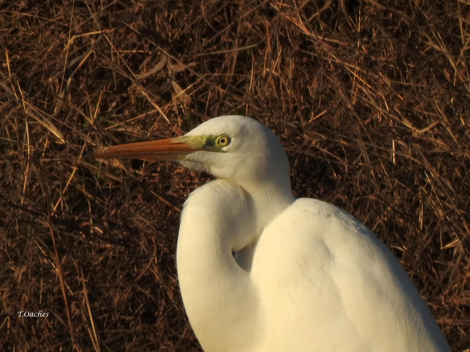 PASARI DIN ROMANIA: EGRETA MARE, Ardea alba