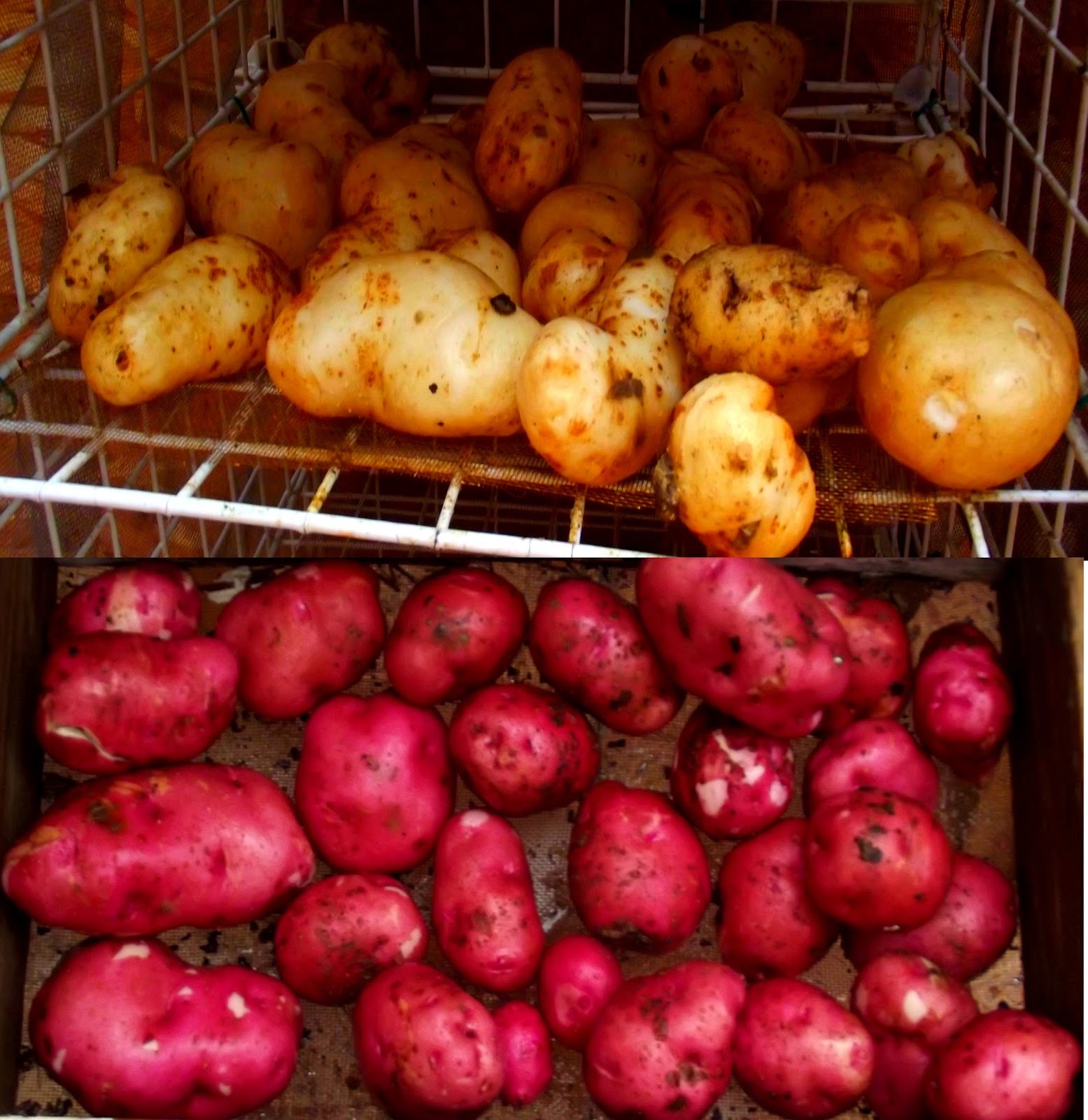 Mossy Feet Books: Sample Chapter - Gardener's Guide to Growing Potatoes ...